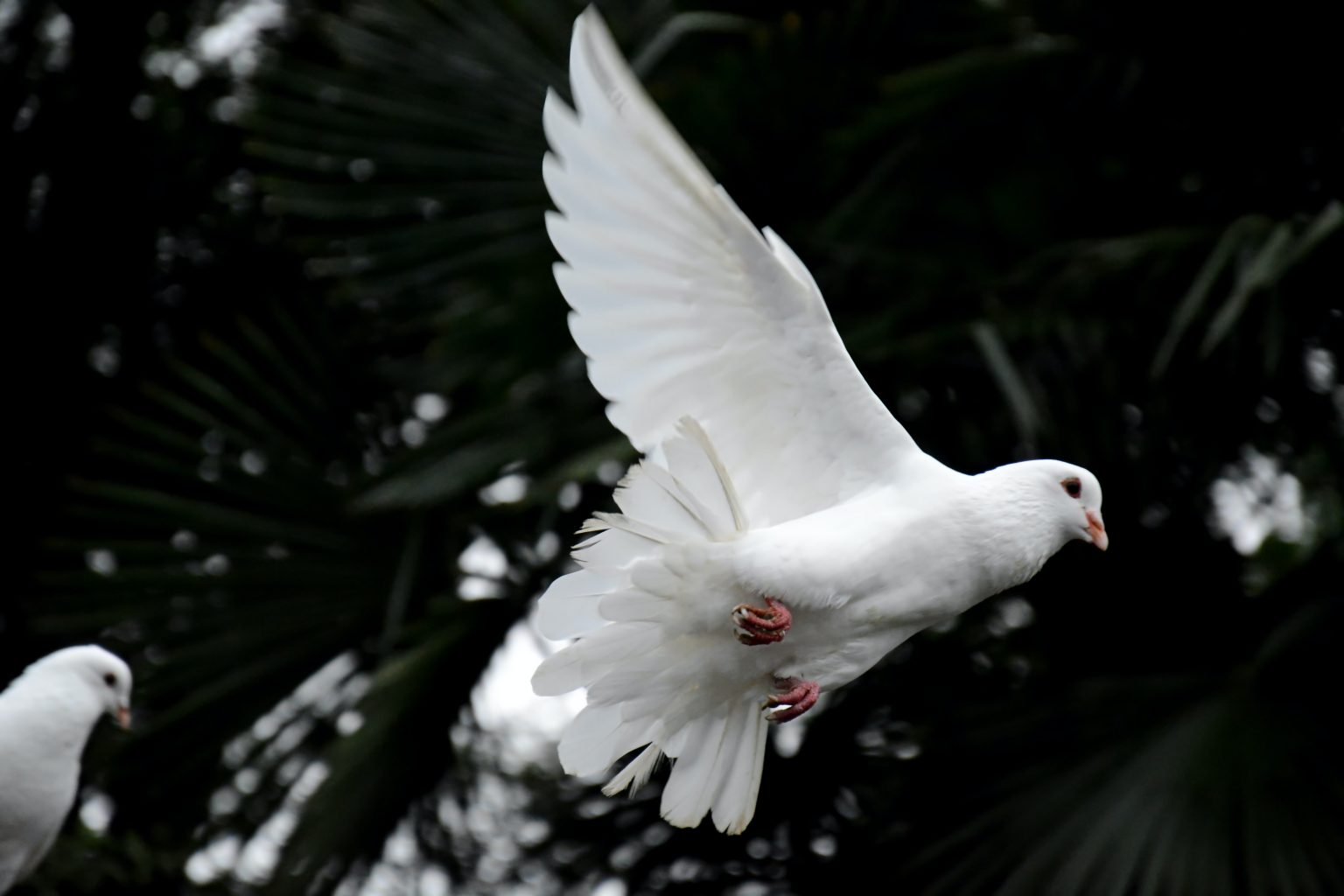 Ultimate Guide to Releasing Doves at a Wedding - Loud Bride